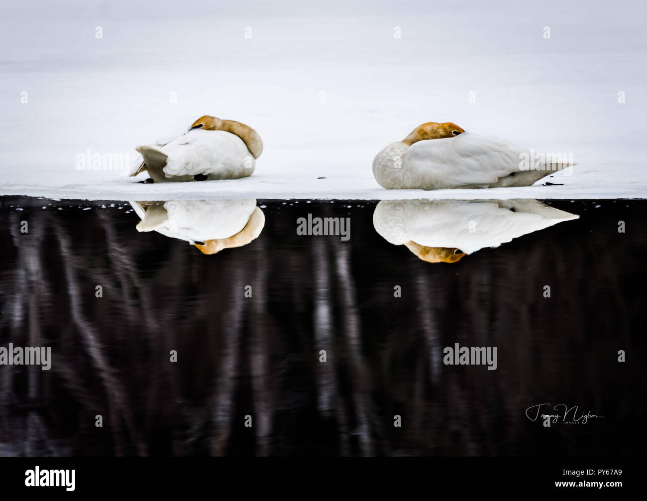 Curled up sleeping swan hi-res stock photography and images - Alamy