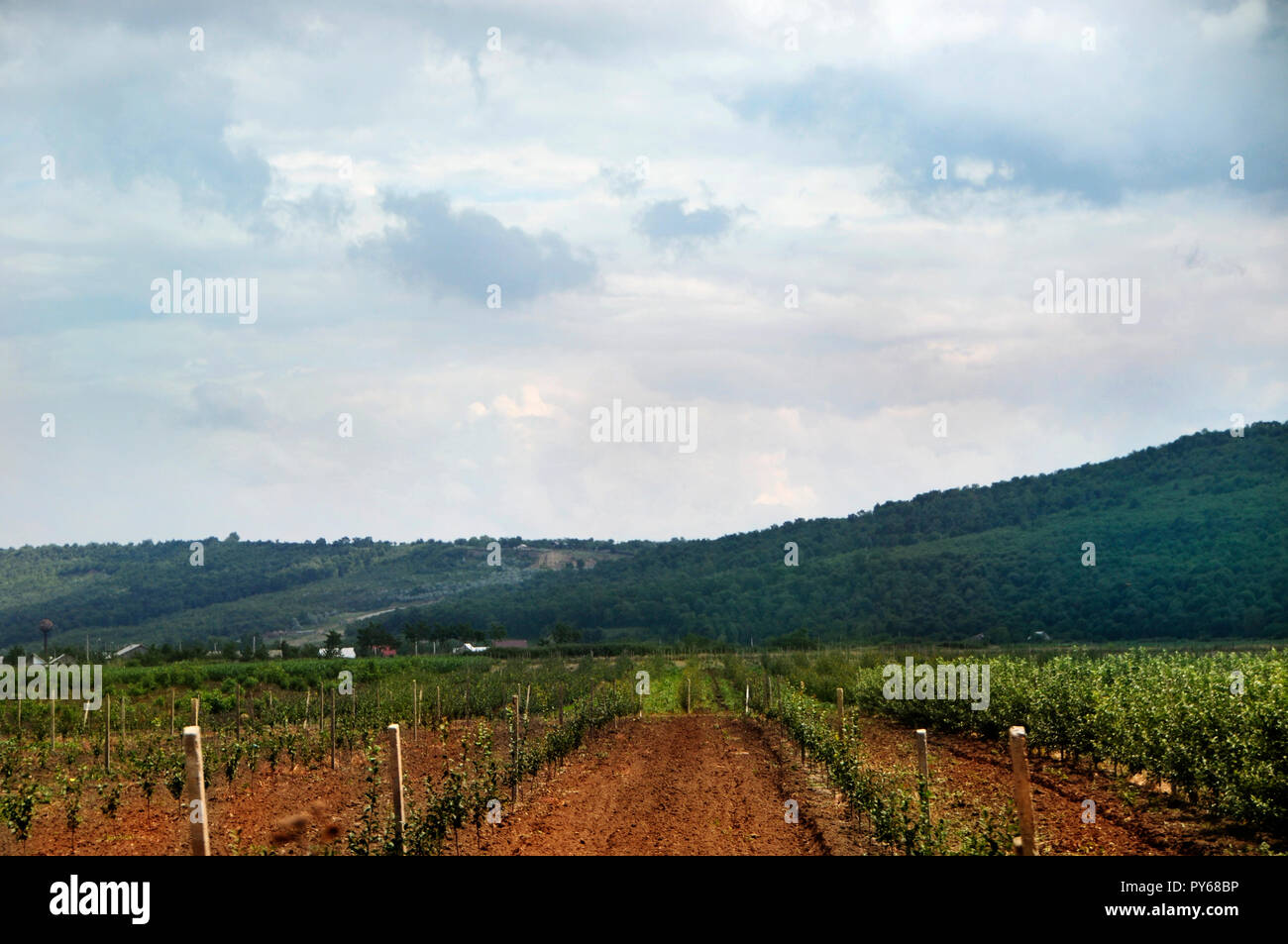 Moldova vineyard hi-res stock photography and images - Alamy