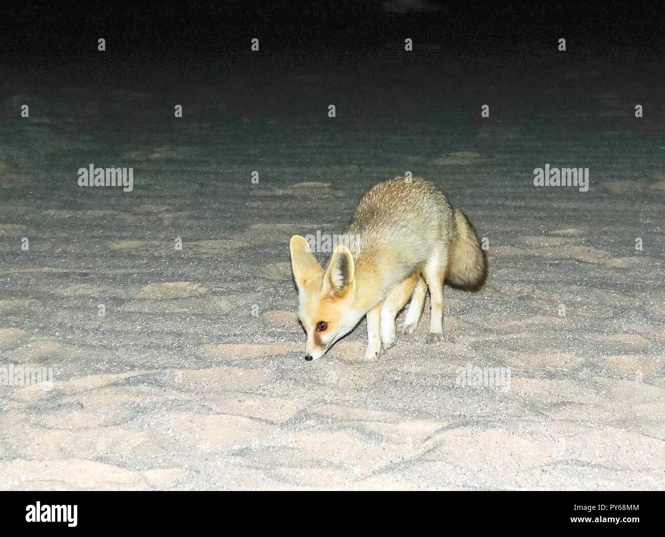 Night portrait of fennec fox in White desert near Farafra, Egypt Stock ...