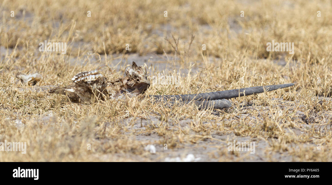 Death in the Desert - Oryx (gemsbok) antelope skull in the Kalahari ...