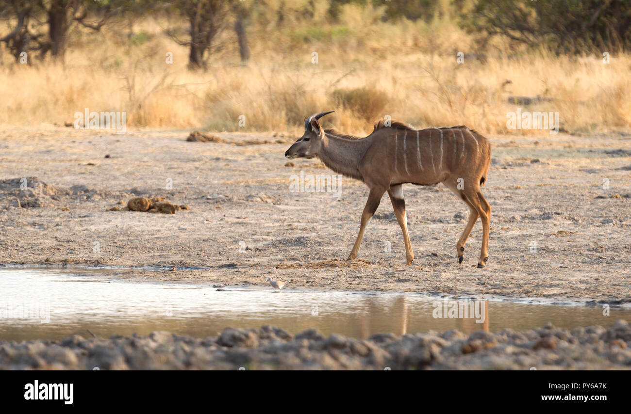 Female kudu drinking waterhole hi-res stock photography and images - Alamy