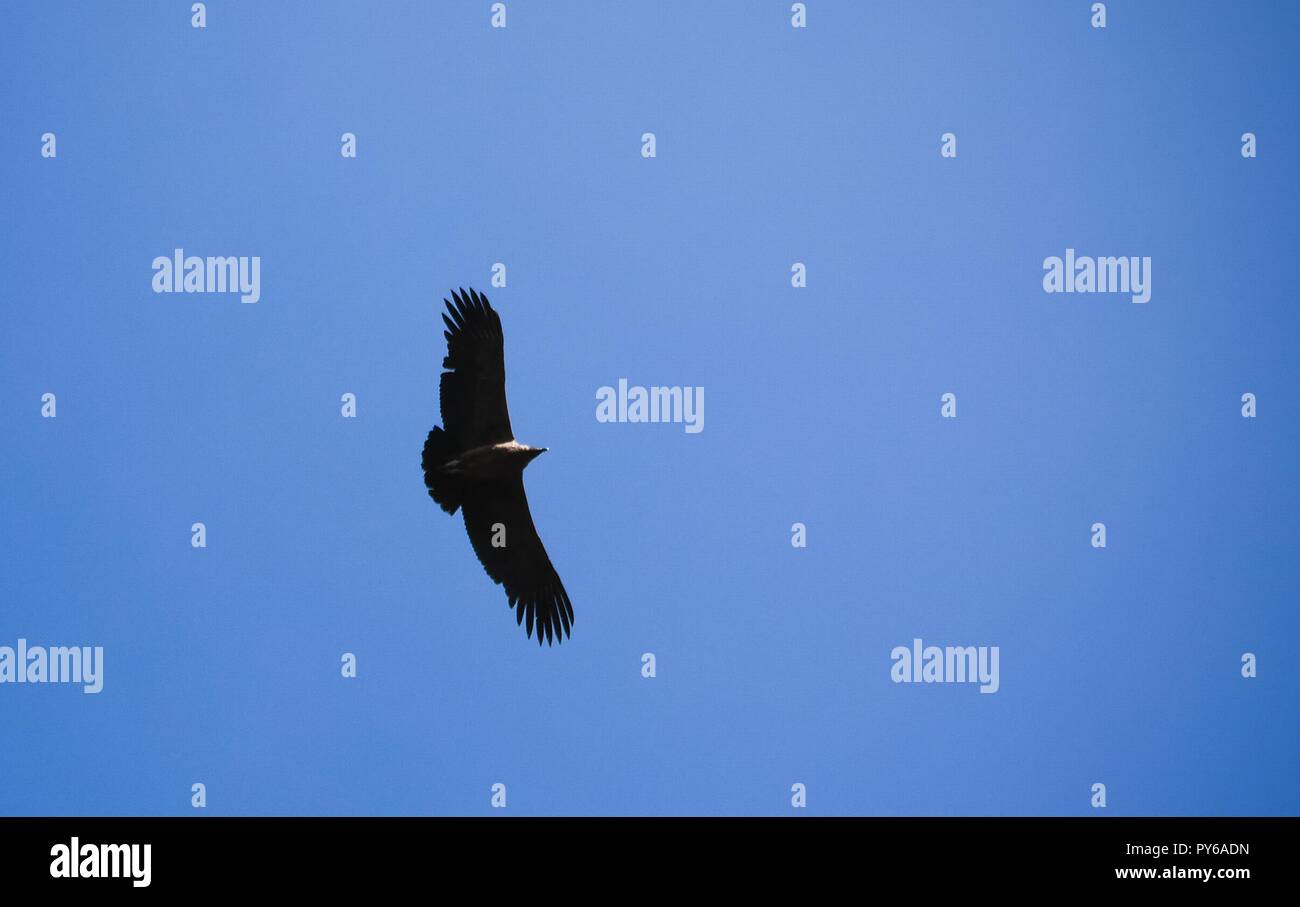 Condors above the Colca canyon at Condor Cross or Cruz Del Condor ...