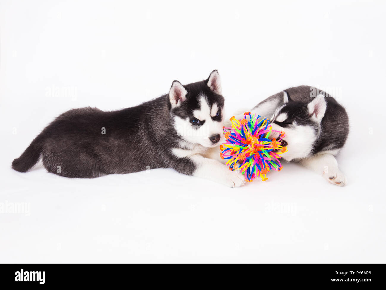 Two Siberian Husky puppy playing with a ball, in the studio on a white ...