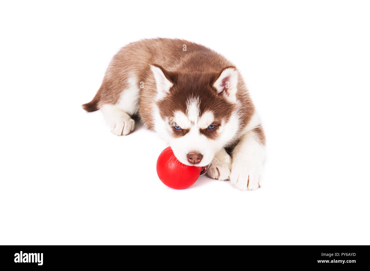 Siberian husky playing with a ball, in the studio on a white background ...