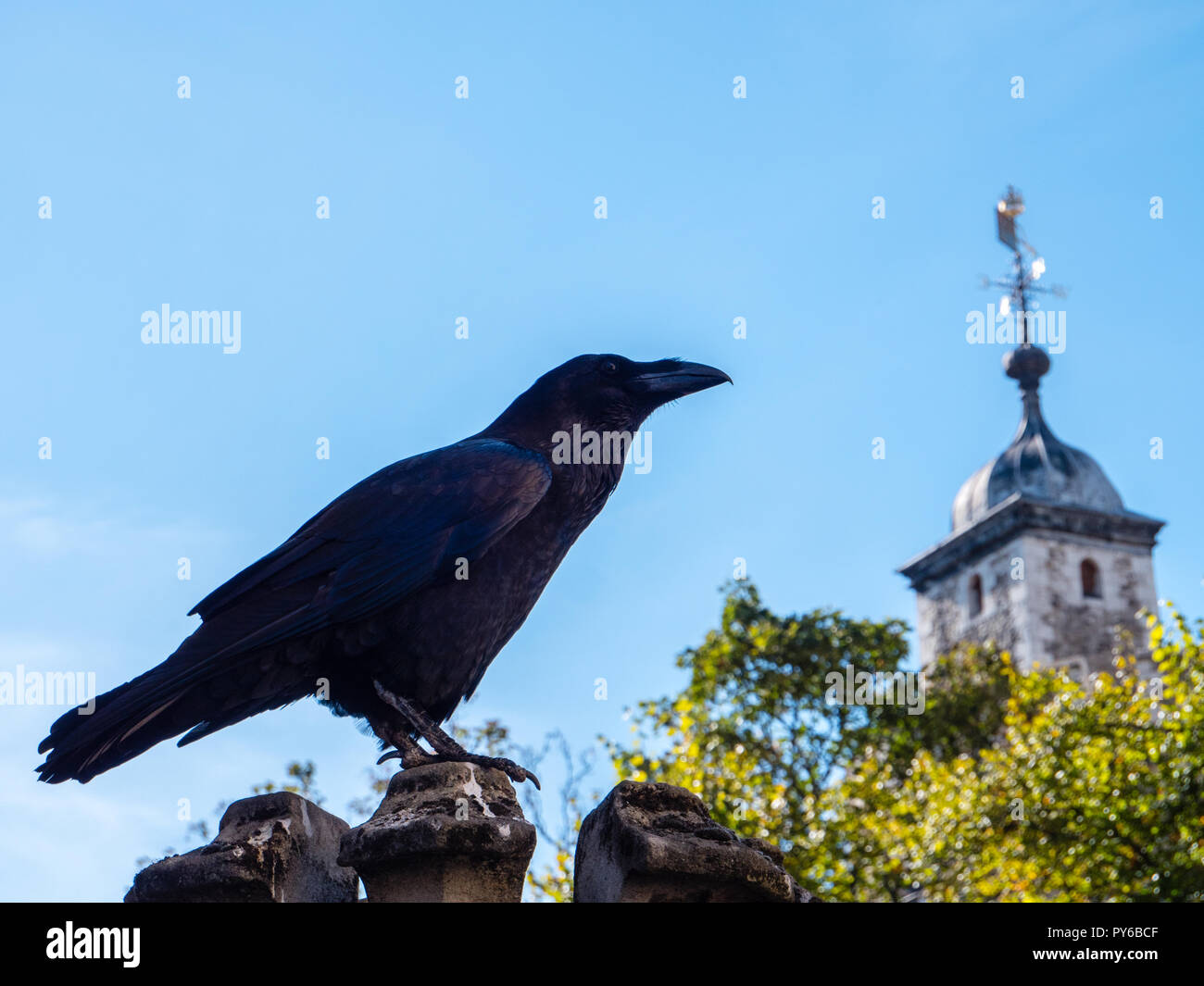 Tower of london ravens hi-res stock photography and images - Alamy