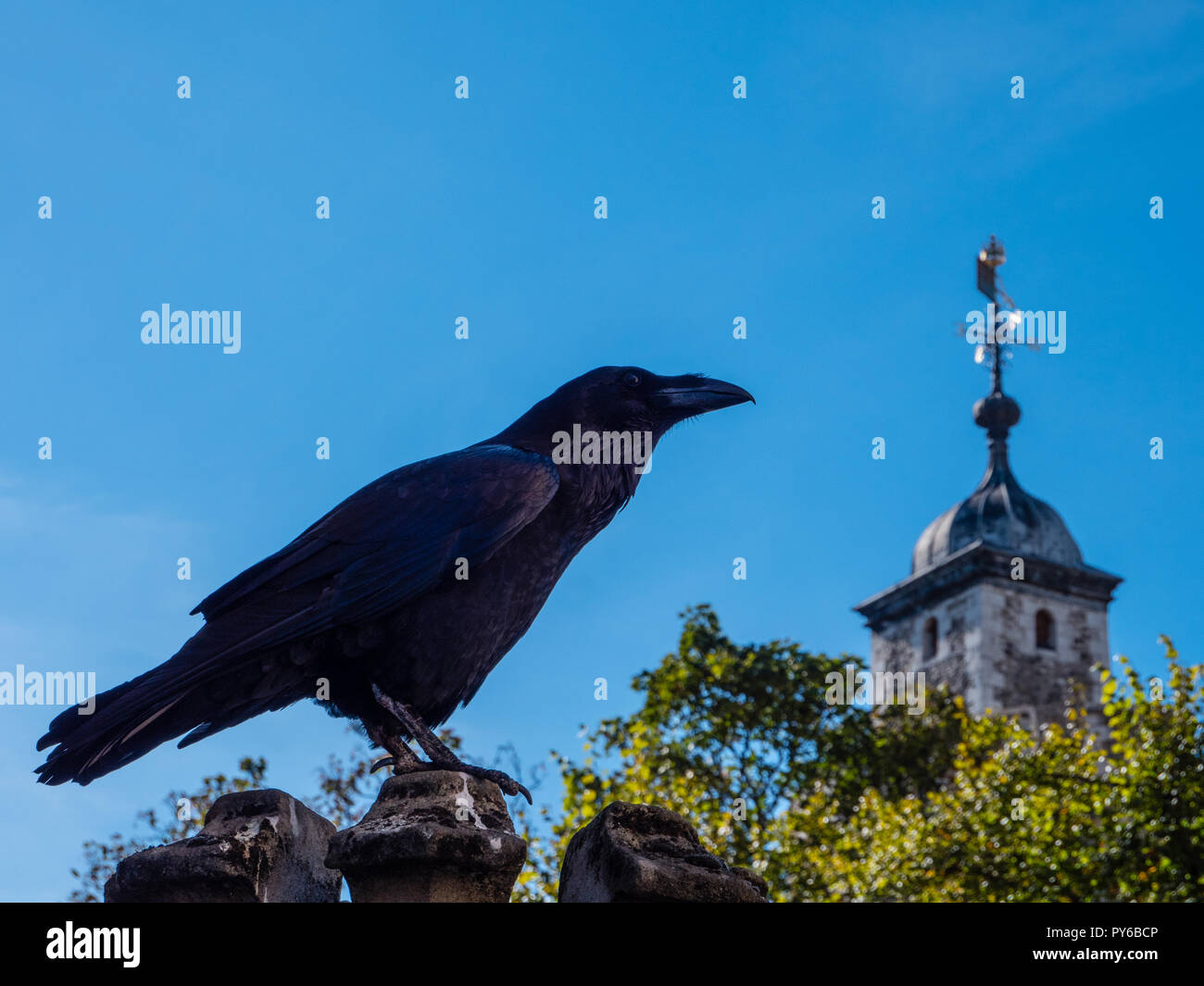 Tower of london ravens hi-res stock photography and images - Alamy