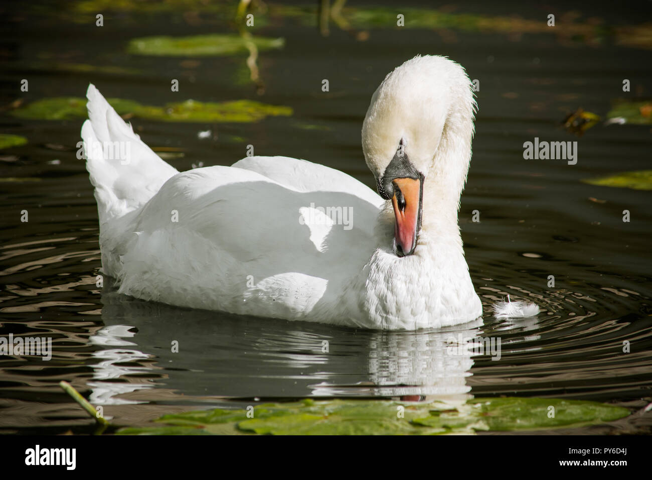 White swan swim in water scene Stock Photo - Alamy