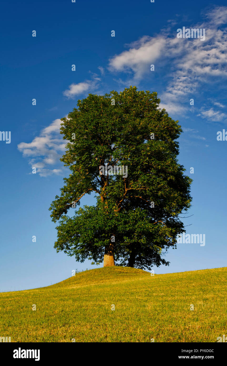 Ash tree (Fraxinus excelsior) on a hill in Nesselwang in the Allgäu ...