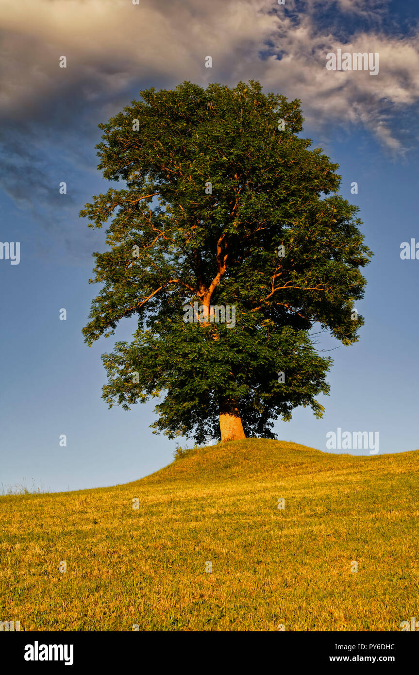 Ash tree (Fraxinus excelsior) on a hill in Nesselwang in the Allgäu ...