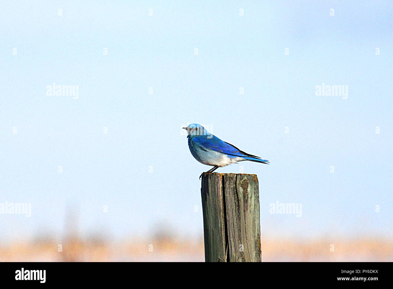 Birds of North America; Mountain Bluebird, sialia currucoides, Alberta ...