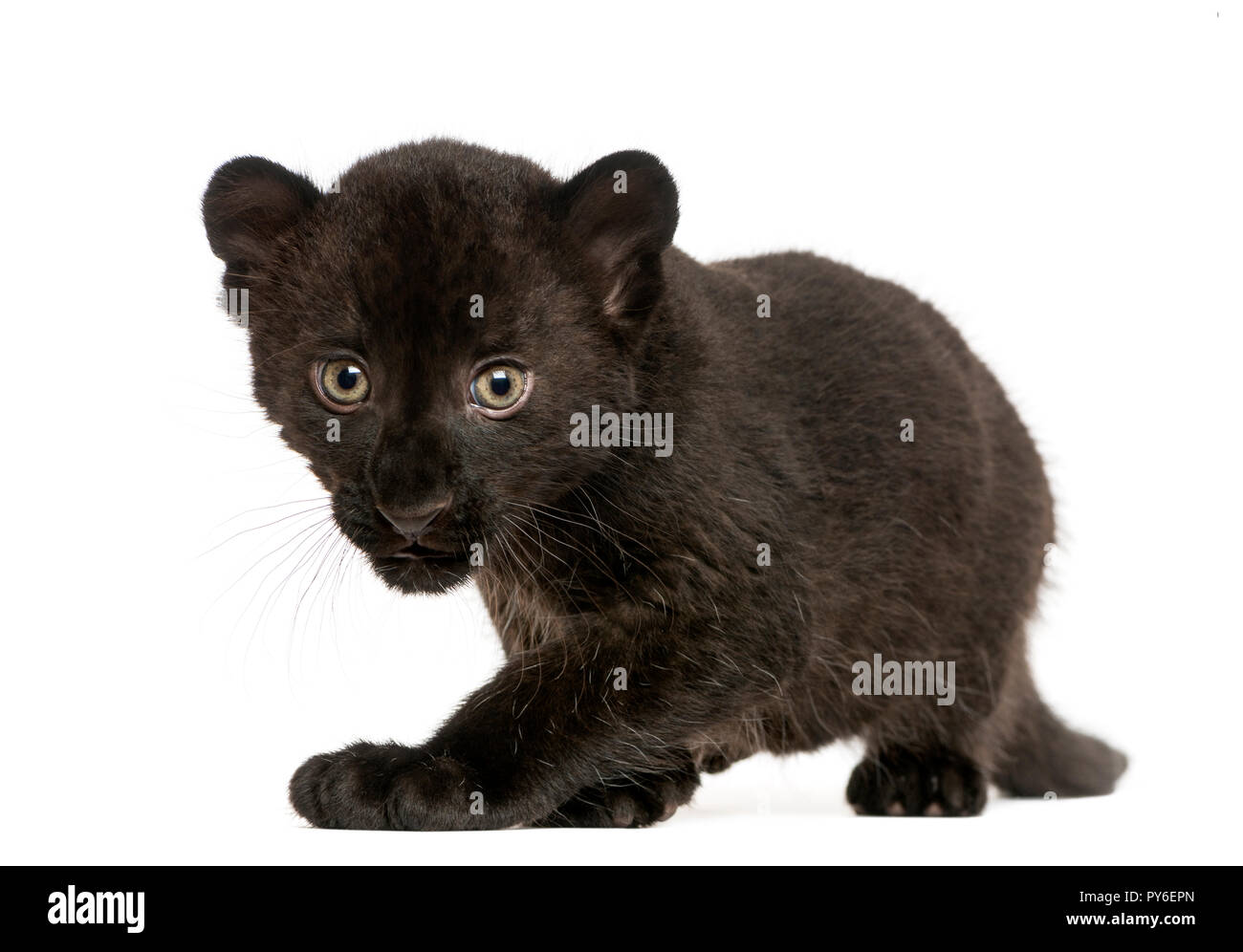 Black Leopard Cub High Resolution Stock Photography and Images - Alamy
