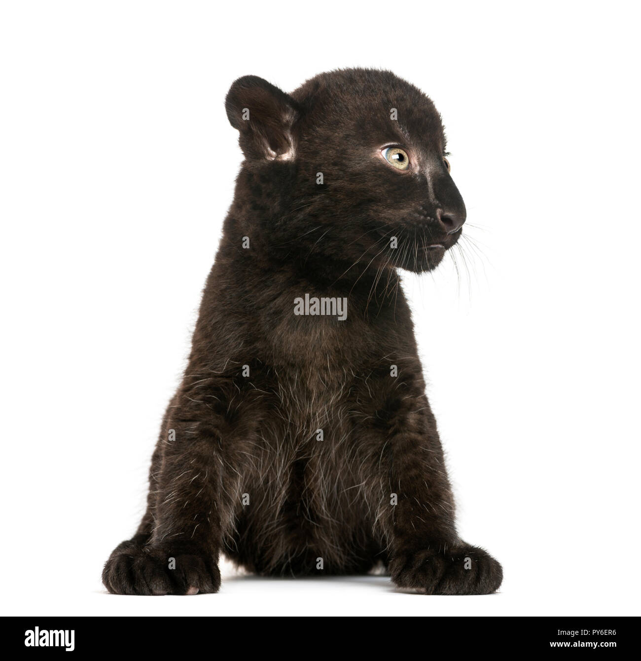 Black leopard cub hi-res stock photography and images - Alamy