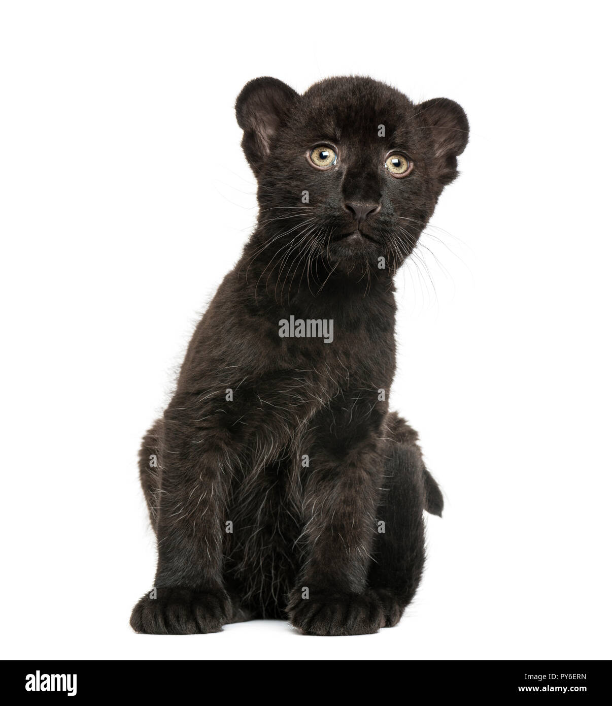 Black leopard cub hi-res stock photography and images - Alamy