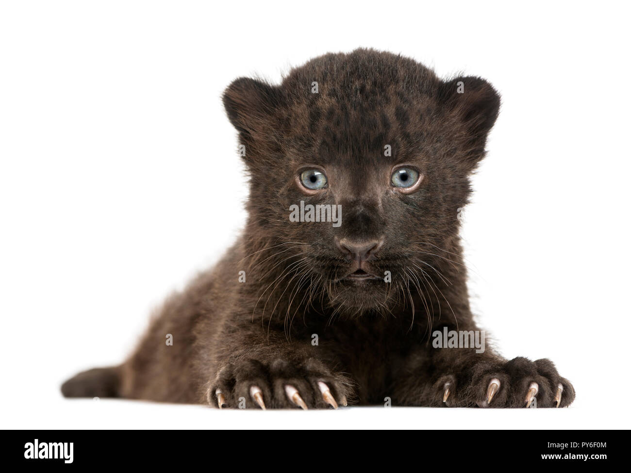 White Panther Cubs