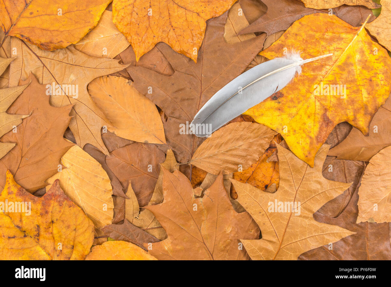 Orange gold Autumnal leaves on ground with small bird's feather ...