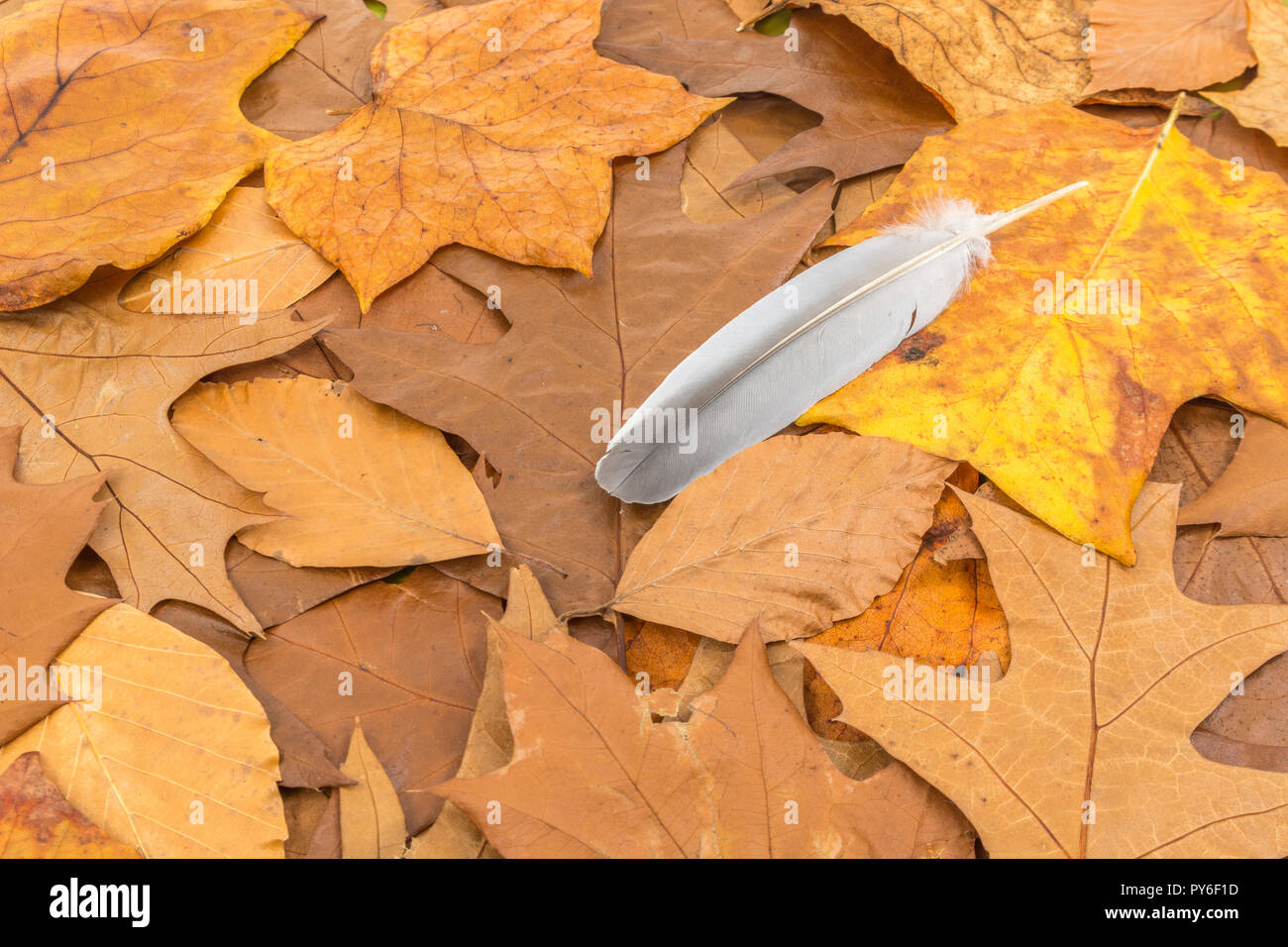 Featherlight hi-res stock photography and images - Alamy