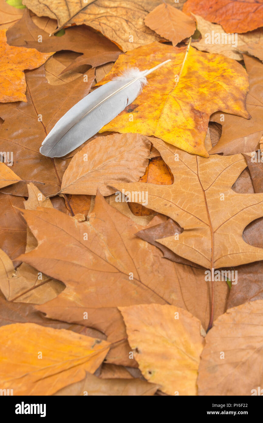 Orange gold Autumnal leaves on ground with small bird's feather ...