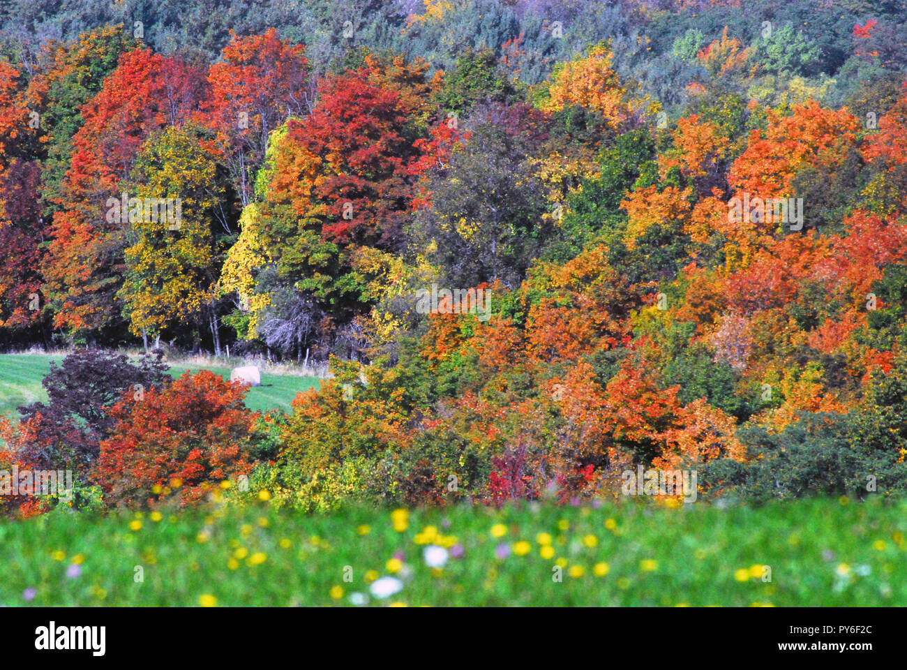 October wildflowers hi-res stock photography and images - Alamy