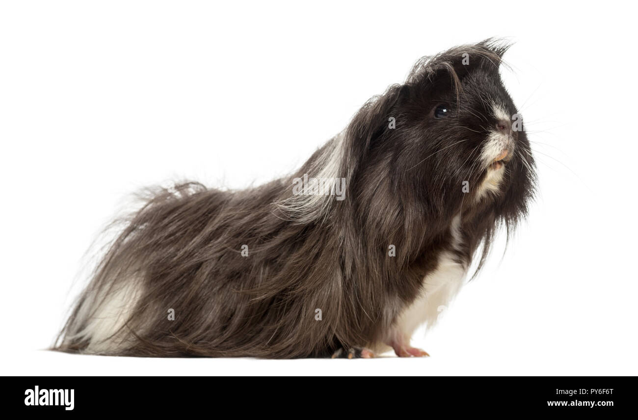 Side view of a Guinea Pig - Cavia porcellus, isolated on white Stock ...
