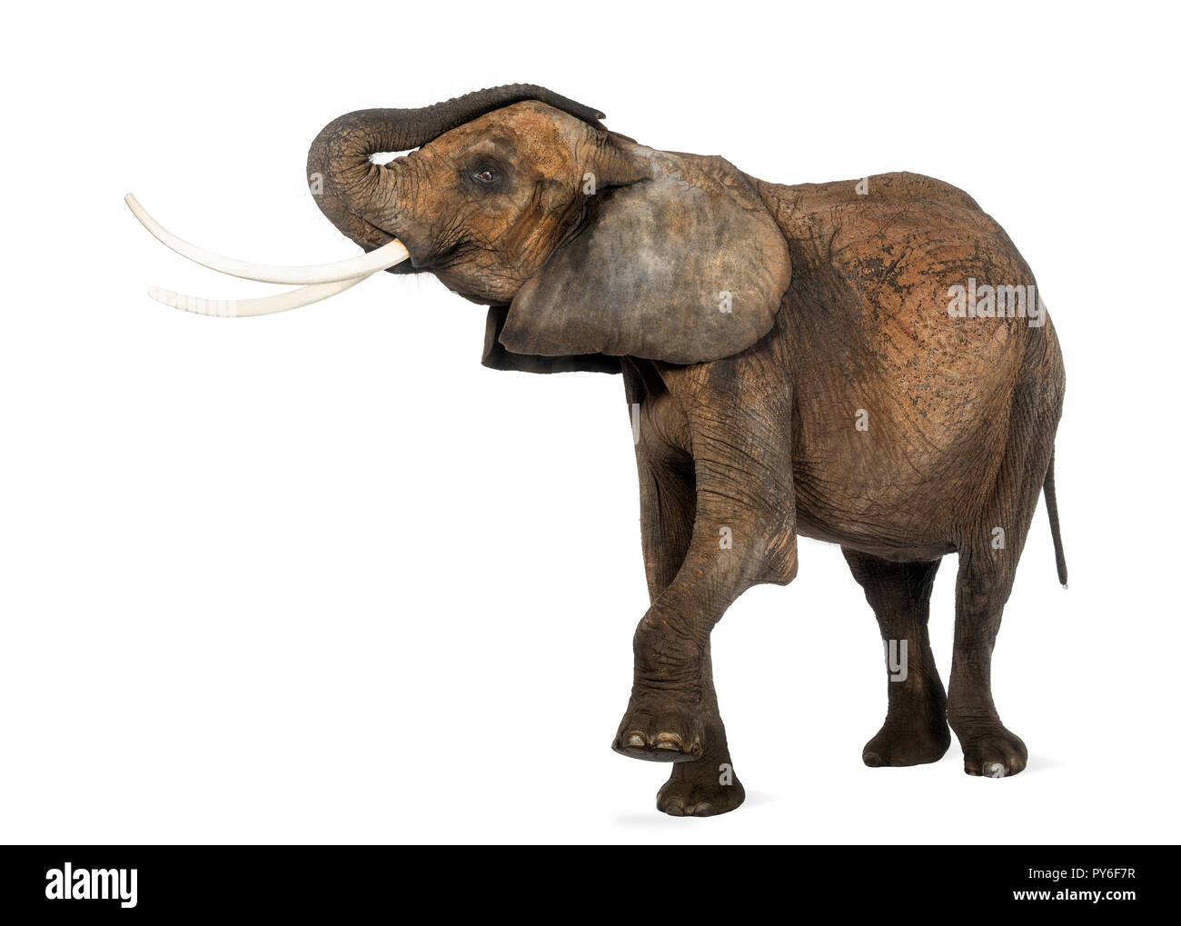 Elephant Trunk Up Front View 13,444 African Elephant Trunk Up Images,