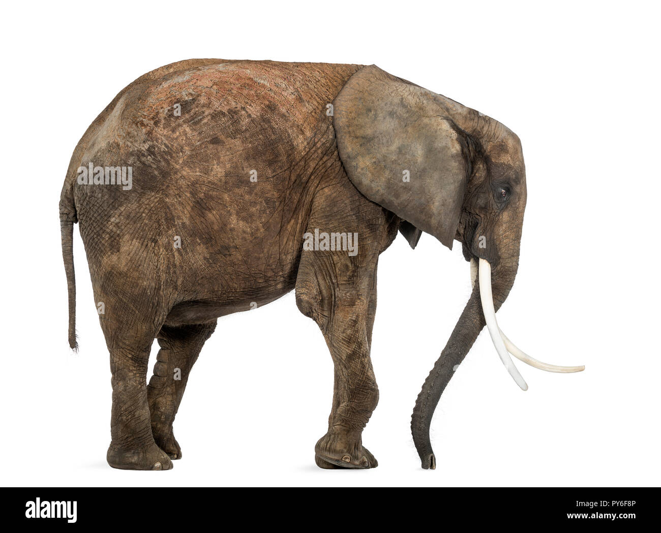 Side view of an African elephant, isolated on white Stock Photo - Alamy
