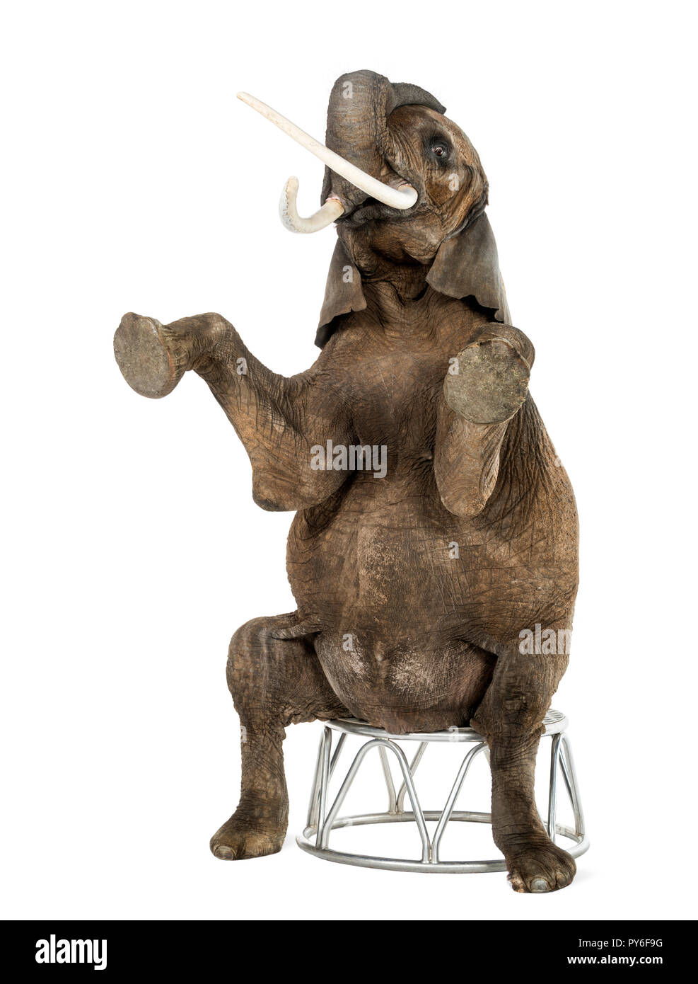 African elephant performing, seated on a stool, isolated on white Stock ...