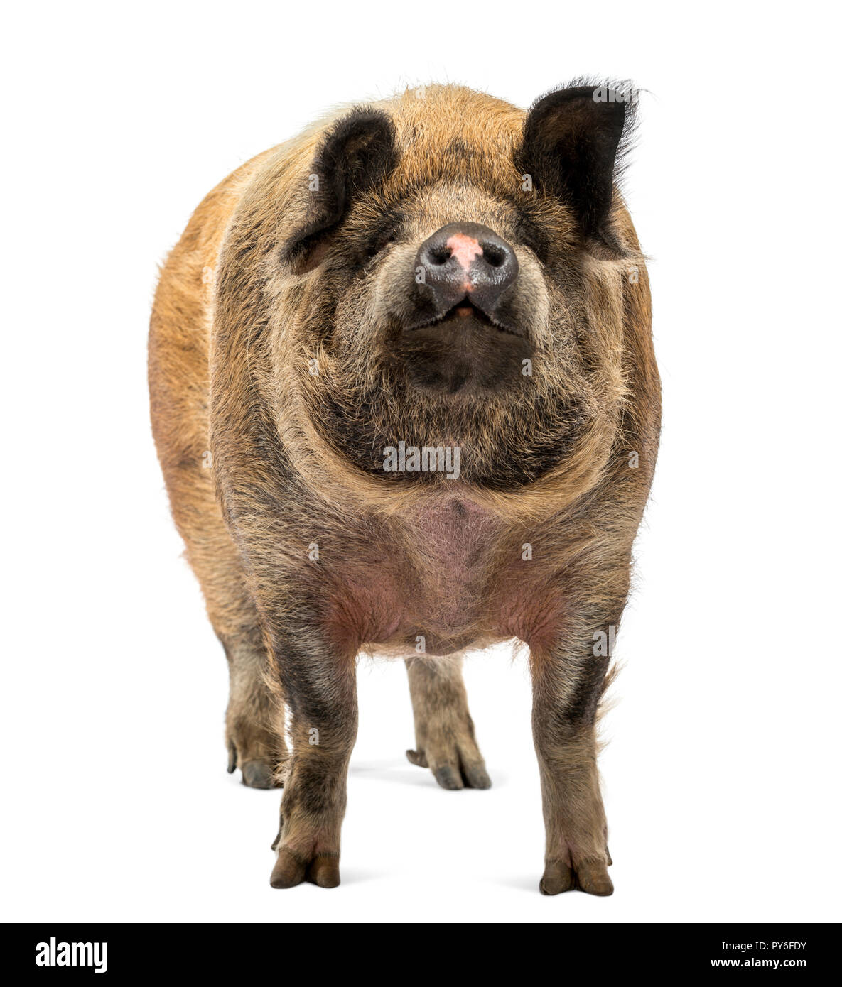 Pig looking up hi-res stock photography and images - Alamy