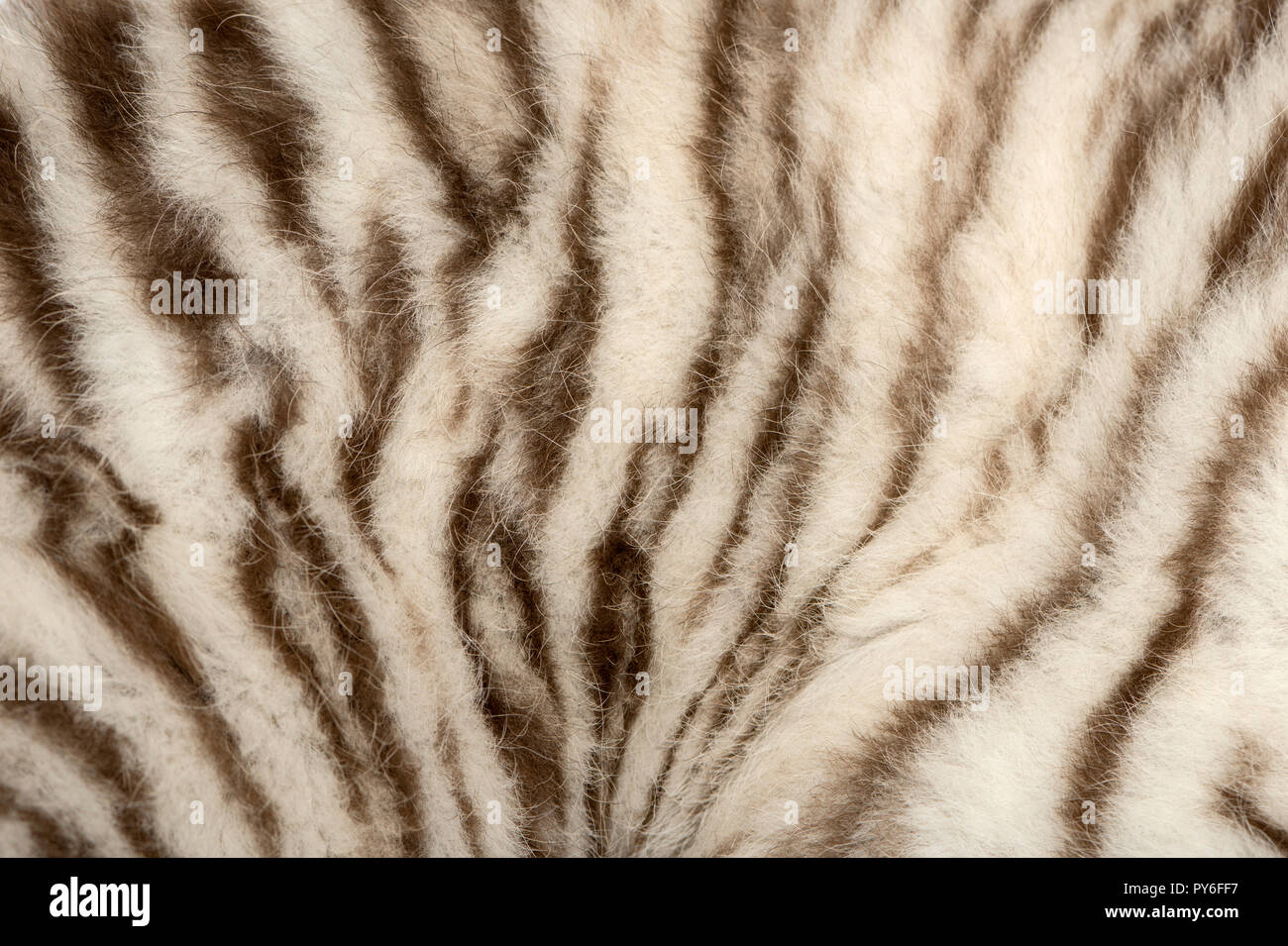 Tiger fur hi-res stock photography and images - Alamy