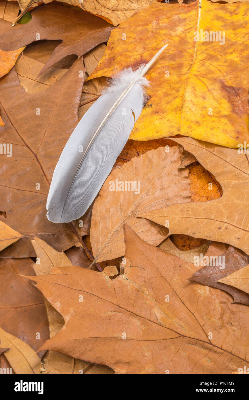 Orange gold Autumnal leaves on ground with small bird's feather ...