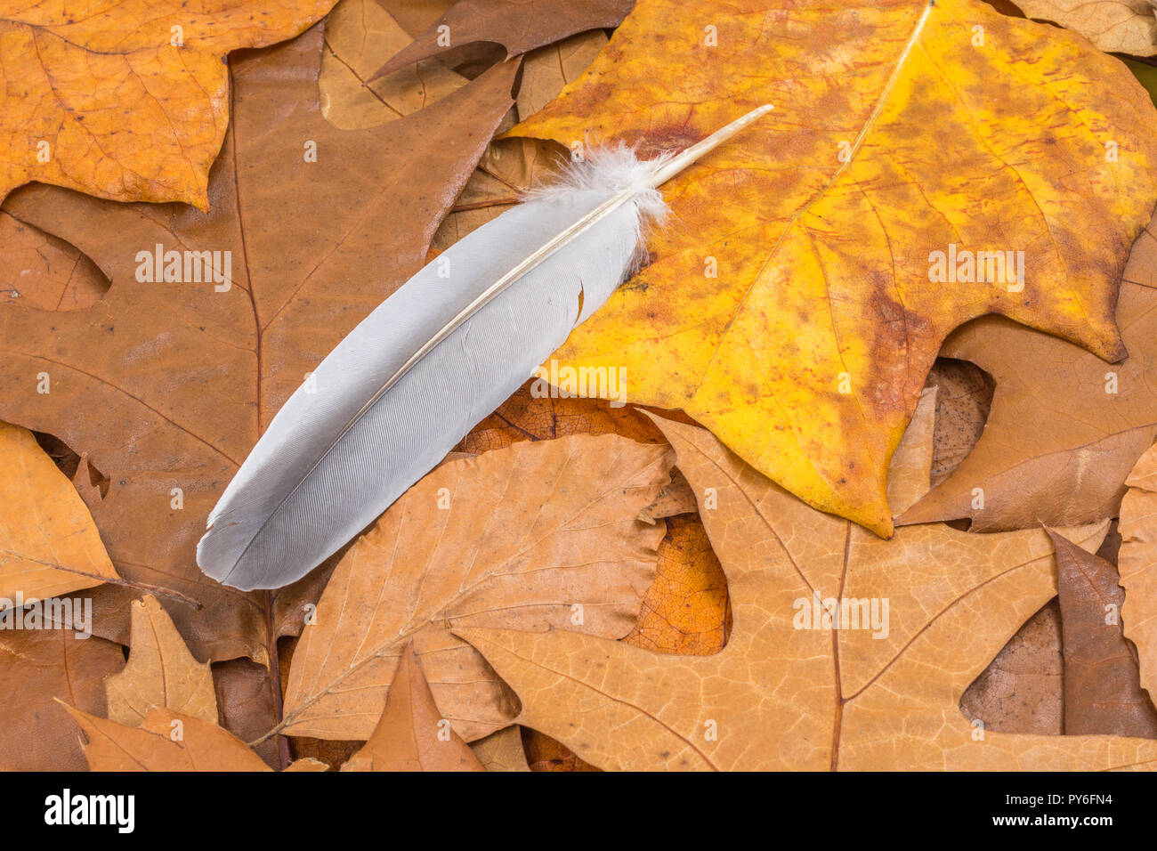 Orange gold Autumnal leaves on ground with small bird's feather ...