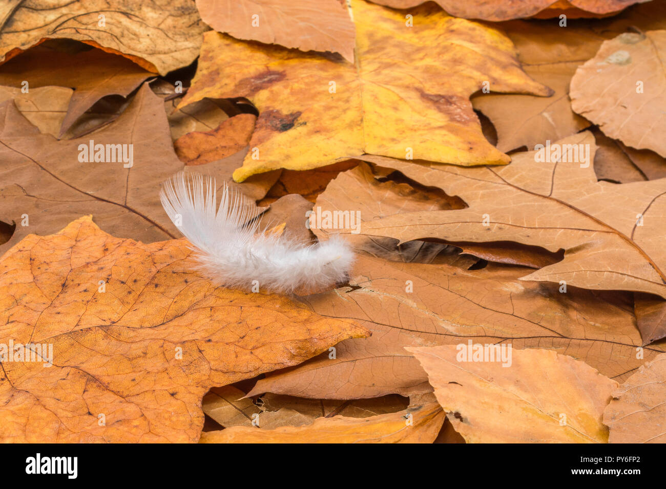 Orange gold Autumnal leaves on ground with small bird's feather ...