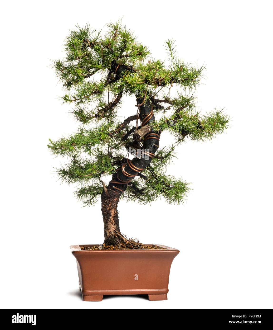 Larch bonsai hi-res stock photography and images - Alamy