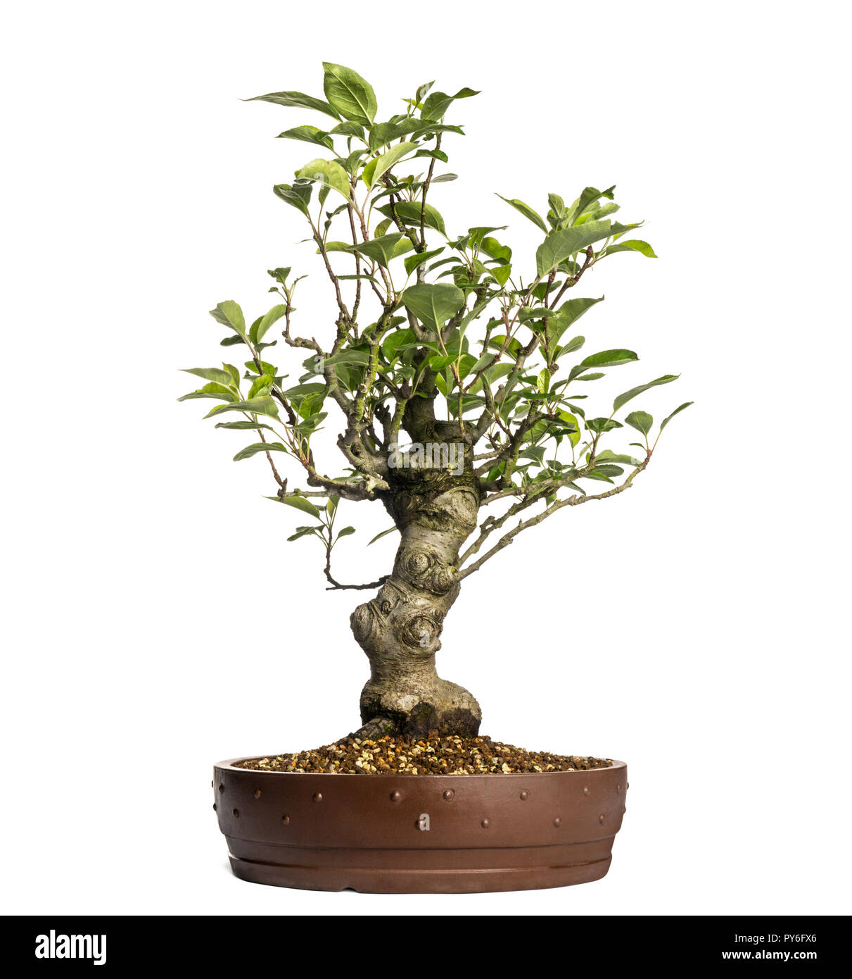 Deciduous bonsai tree Cut Out Stock Images & Pictures - Alamy