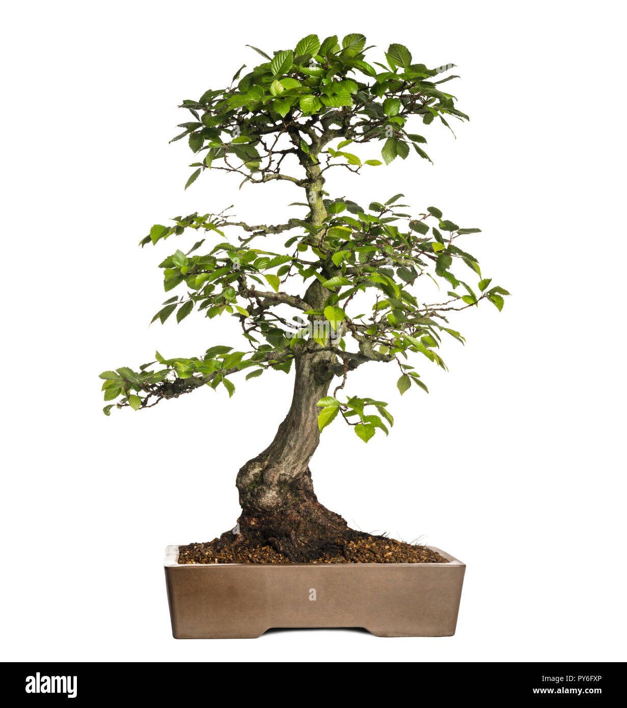Deciduous bonsai tree Cut Out Stock Images & Pictures - Alamy