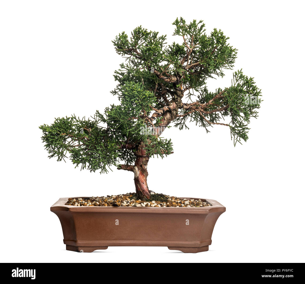 Juniper bonsai tree, Juniperus, isolated on white Stock Photo - Alamy