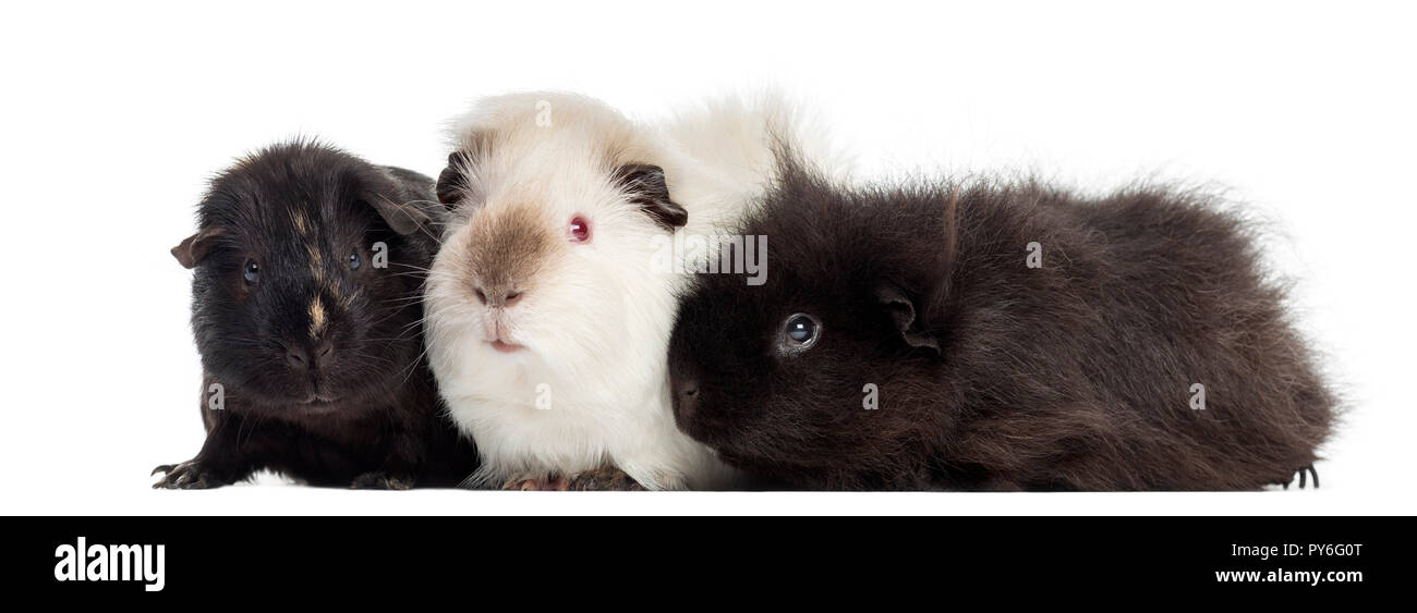 Three Guinea Pigs, isolated on white Stock Photo - Alamy