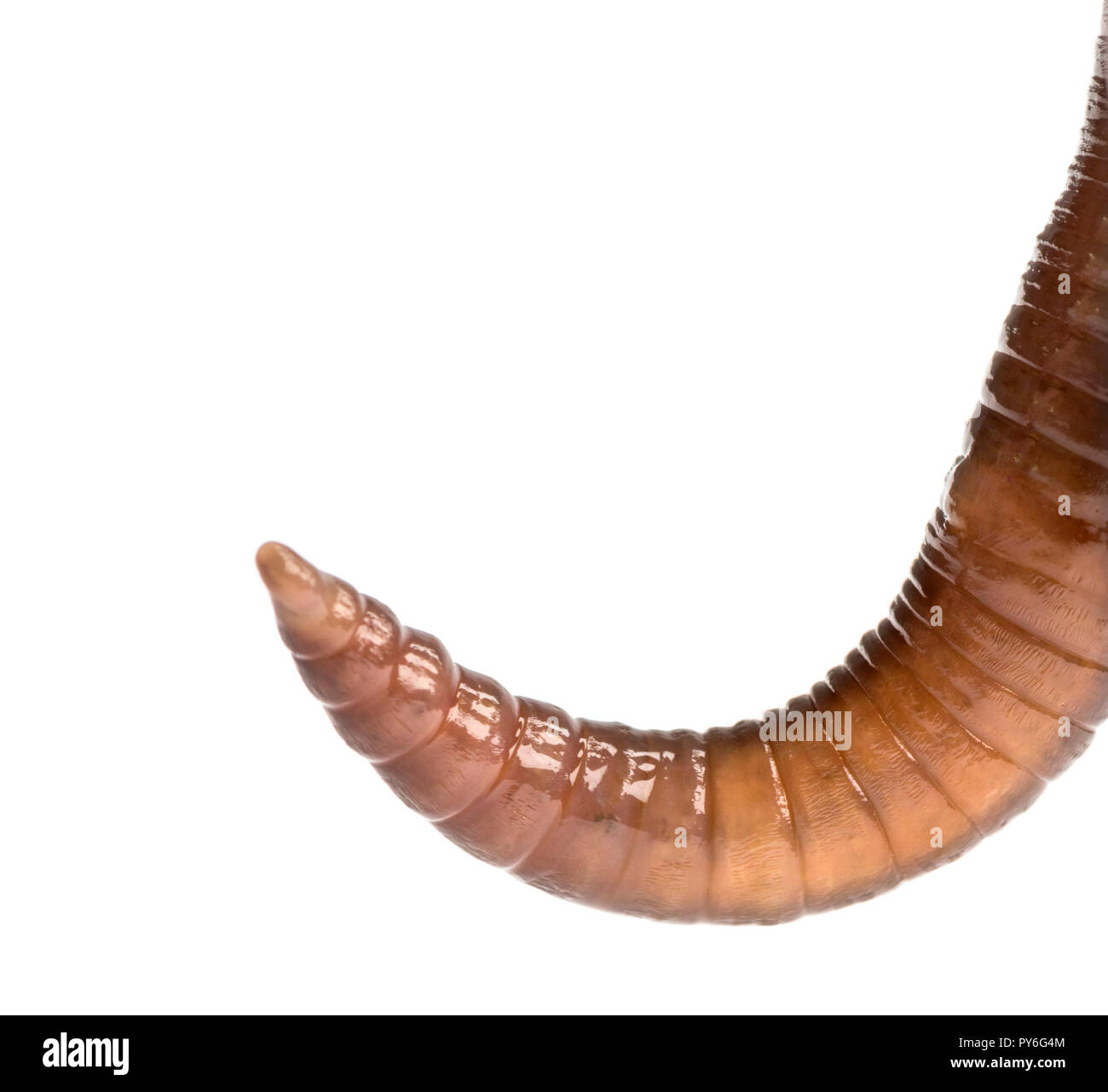 Common earthworm earthworm lob worm hi-res stock photography and images ...