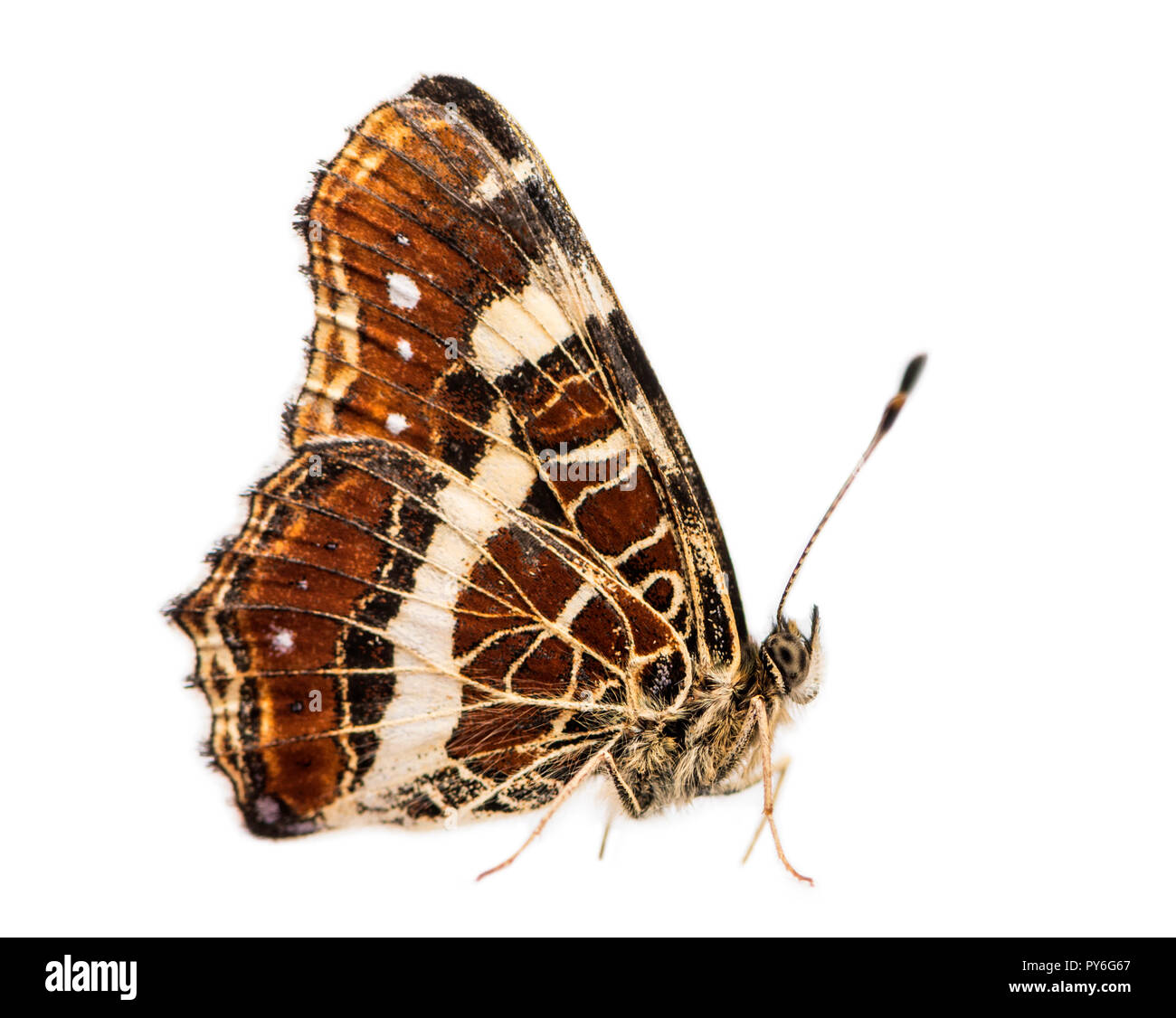 Side profile butterfly Cut Out Stock Images & Pictures - Alamy