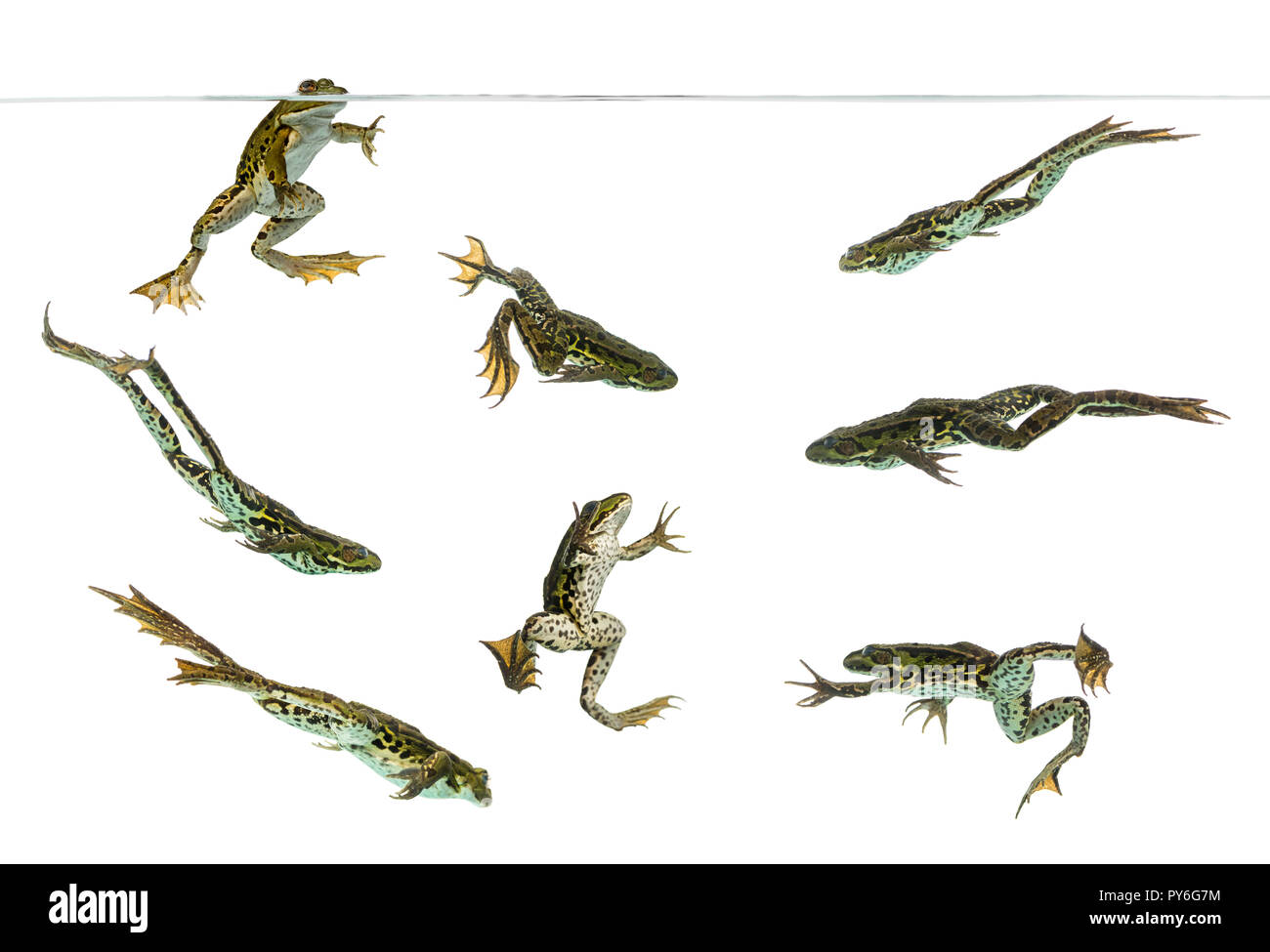Composition of Edible Frogs swimming under water line, Pelophylax kl ...