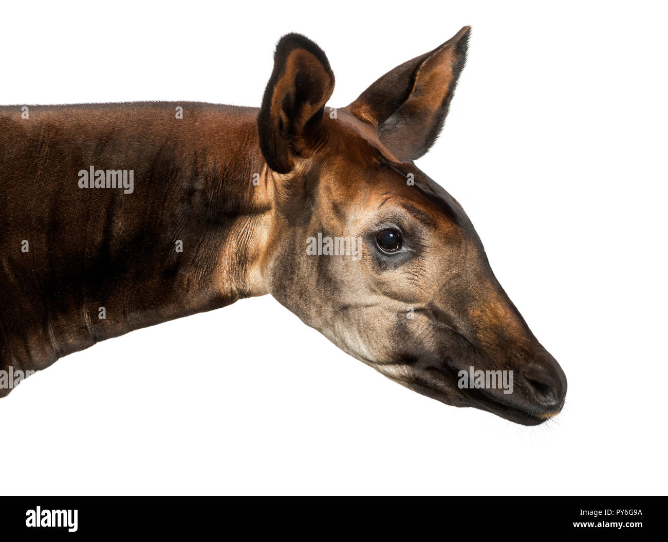 Okapi animal hi-res stock photography and images - Alamy