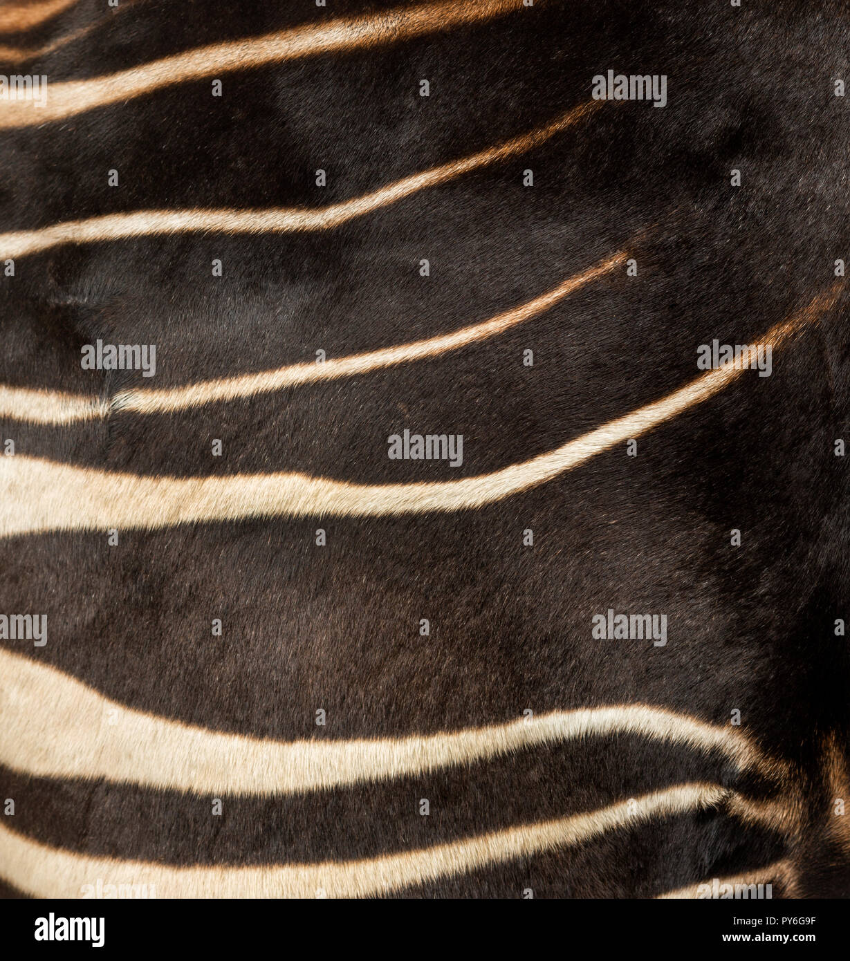 Okapis hi-res stock photography and images - Alamy