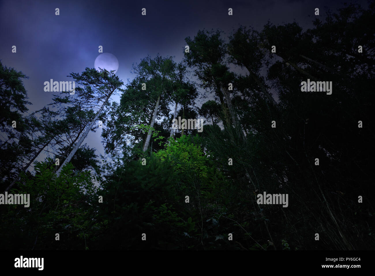Mountain trees in a foogy full moon night Stock Photo - Alamy