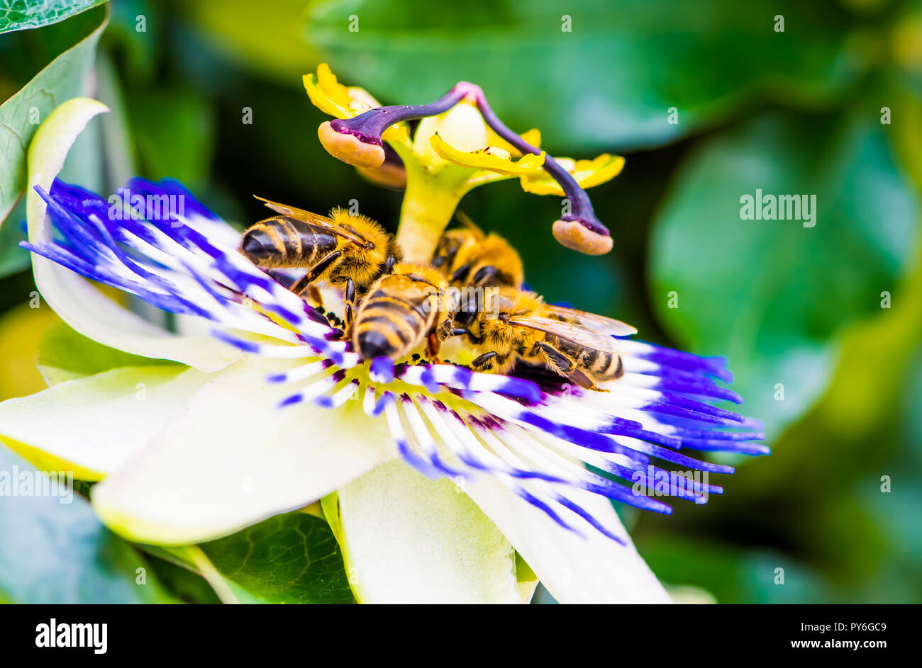 four bees on common passion flower, macro color photo of passiflora ...