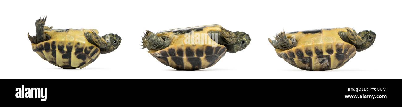 Side view of three baby Hermann's tortoise lying on their back, Testudo ...
