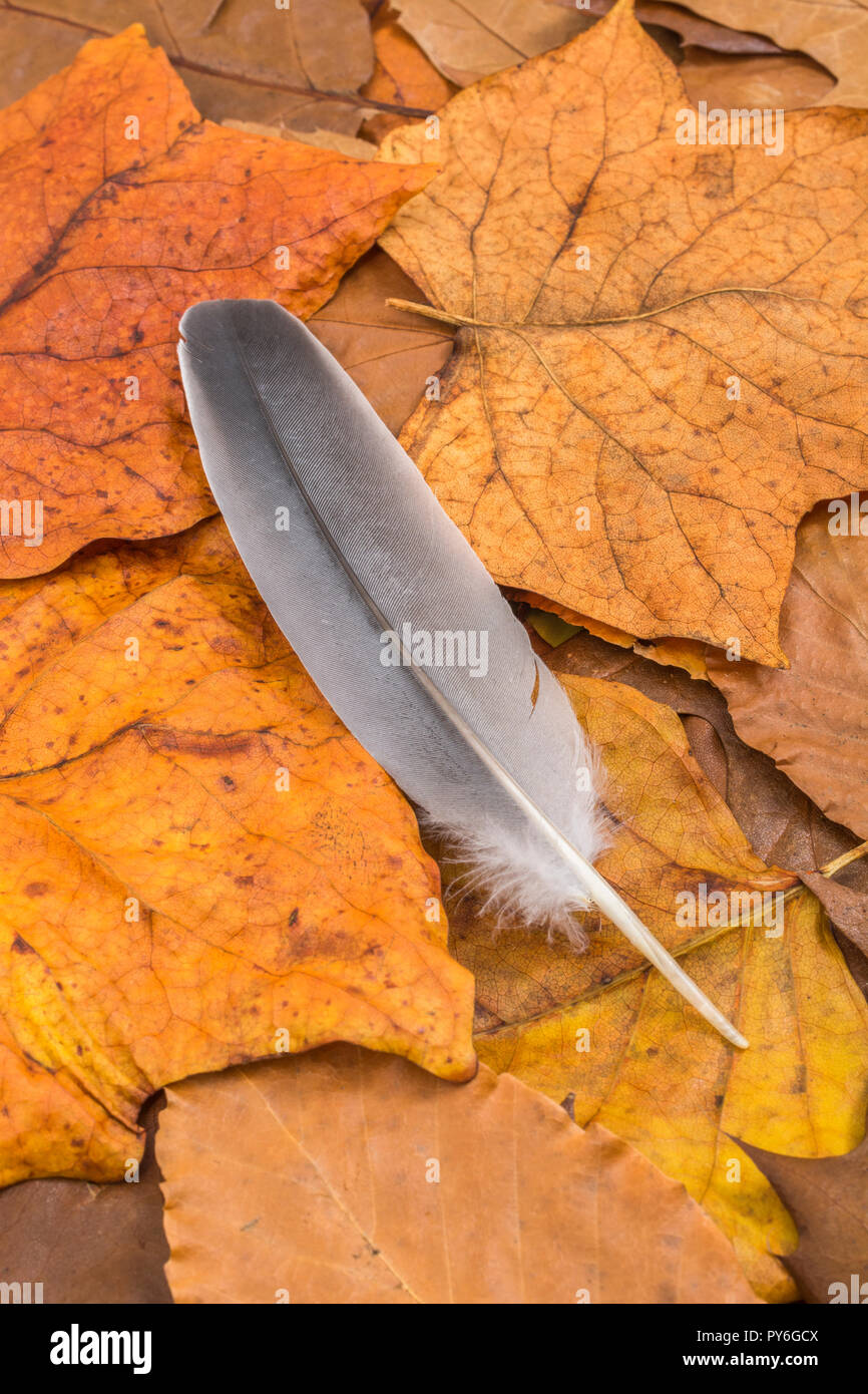 Orange gold Autumnal leaves on ground with small bird's feather ...