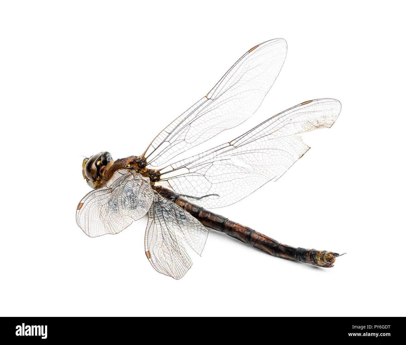 Dead dragonfly isolated on white hi-res stock photography and images ...