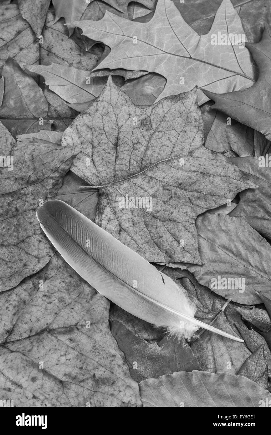 Black and white abstract of small feather isolated on fallen Autumn ...