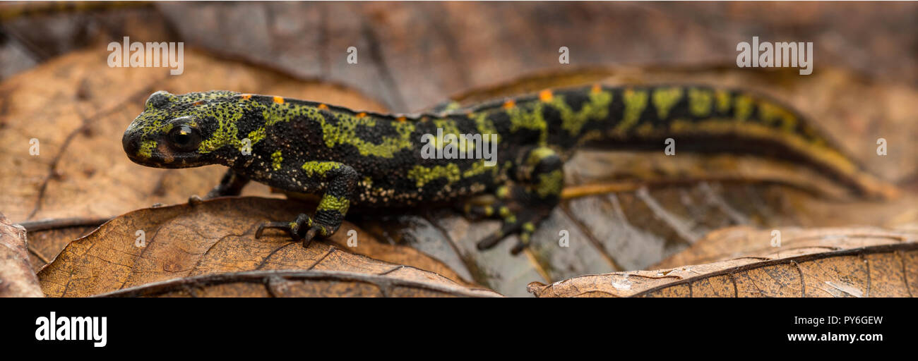 Marbled newt on an autumn leaf, Triturus marmoratus Stock Photo - Alamy