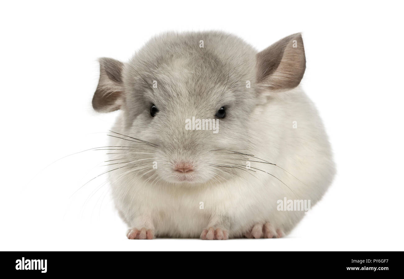 Chinchilla, isolated on white Stock Photo - Alamy