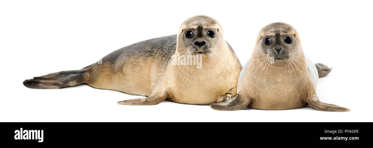 Two Common seals lying and looking Stock Photo - Alamy